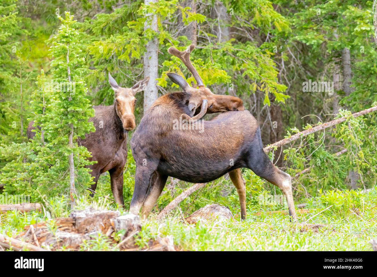 USA, Colorado, Cameron Pass. Bull and cow moose. Credit as Fred Lord ...