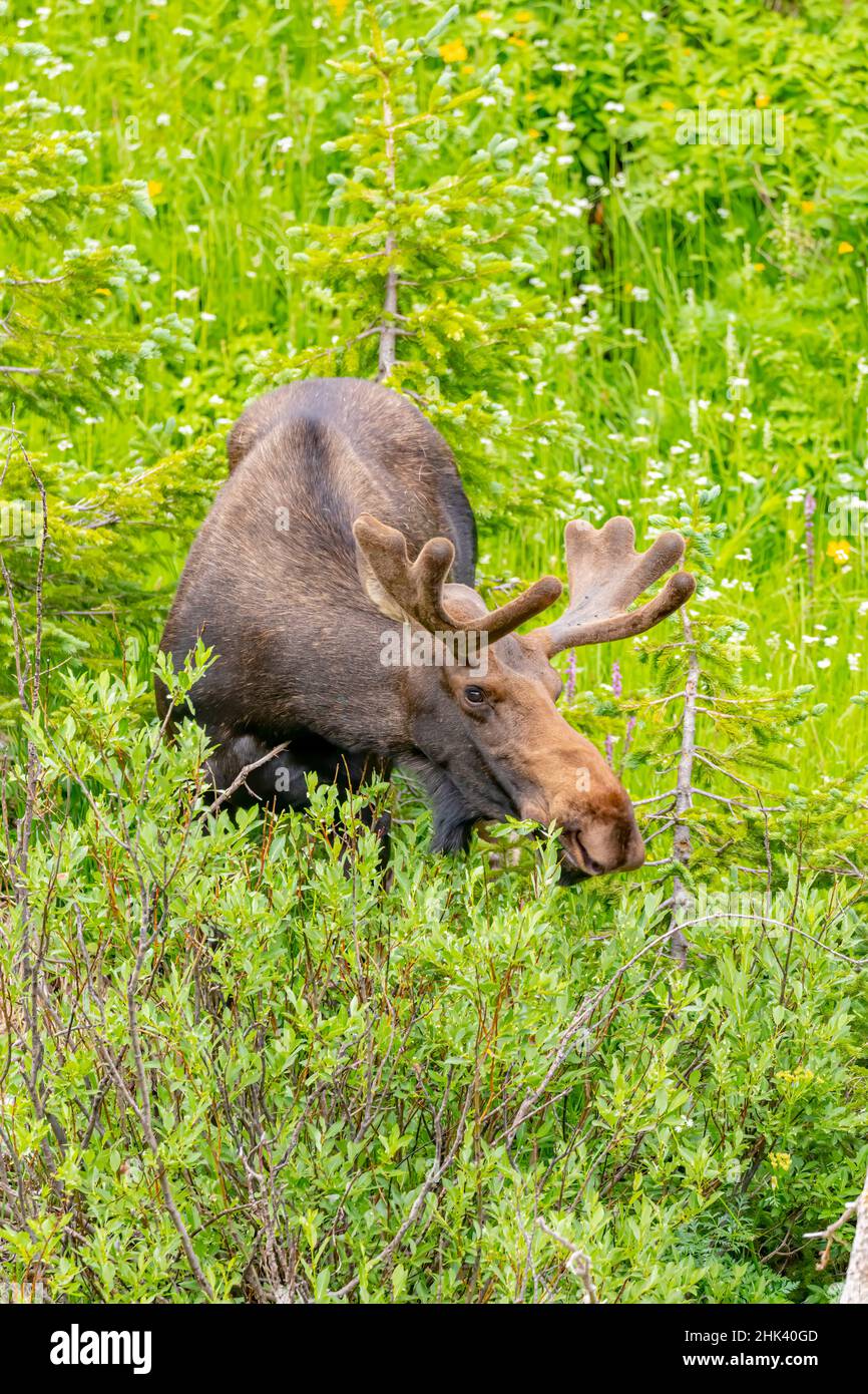 USA, Colorado, Cameron Pass. Bull moose in meadow. Credit as Fred Lord ...