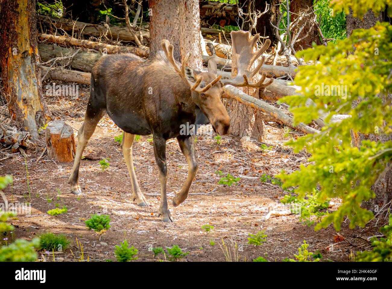 USA, Colorado, Cameron Pass. Bull moose and forest. Credit as Fred Lord ...