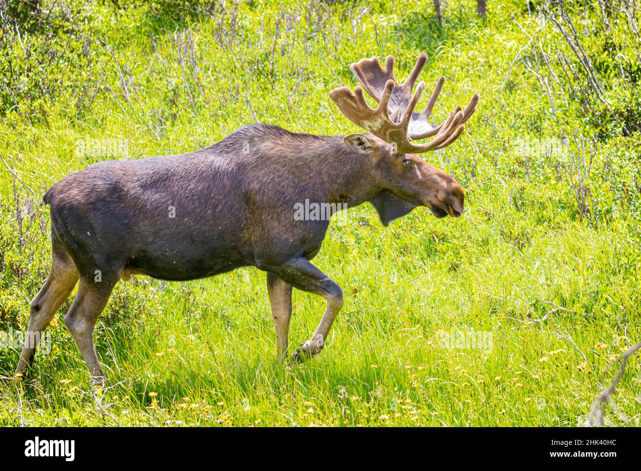 USA, Colorado, Cameron Pass. Bull moose in meadow. Credit as Fred Lord ...