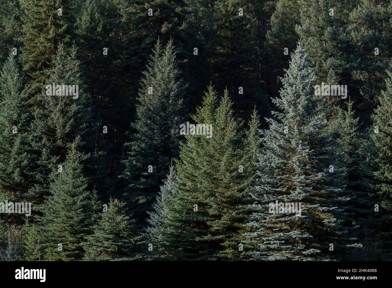 USA, Colorado, Front Range. Evergreen trees at sunrise Stock Photo - Alamy