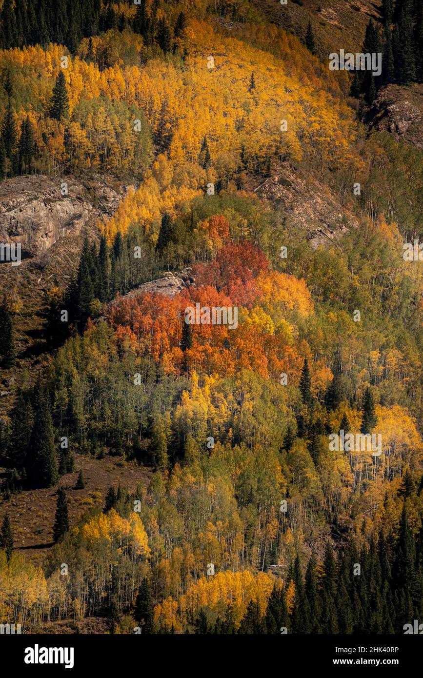 USA, Colorado, San Juan Mountains. Overview of autumn-colored aspen ...
