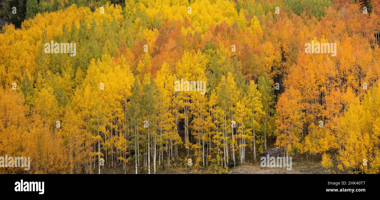 USA, Colorado, San Juan Mountains. Autumn-colored aspen trees Stock ...