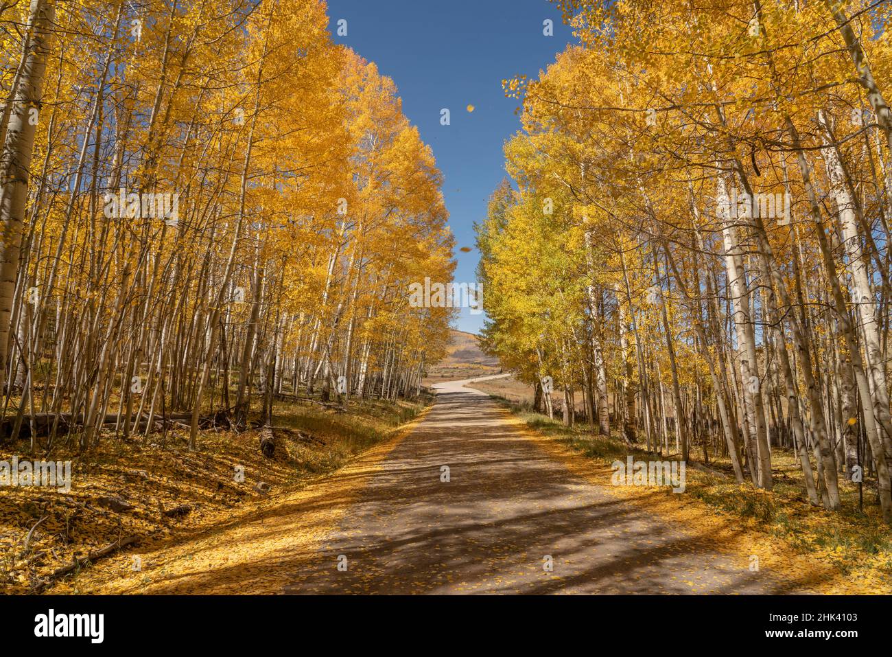 USA, Colorado, Uncompahgre National Forest. Lone aspen leaf falls on road lined with aspens ...