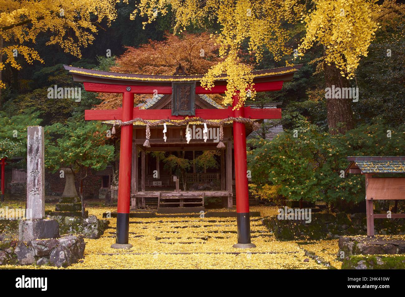 Japanese Shrine surrounded by yellow and orange Ginko autumn leaves ...