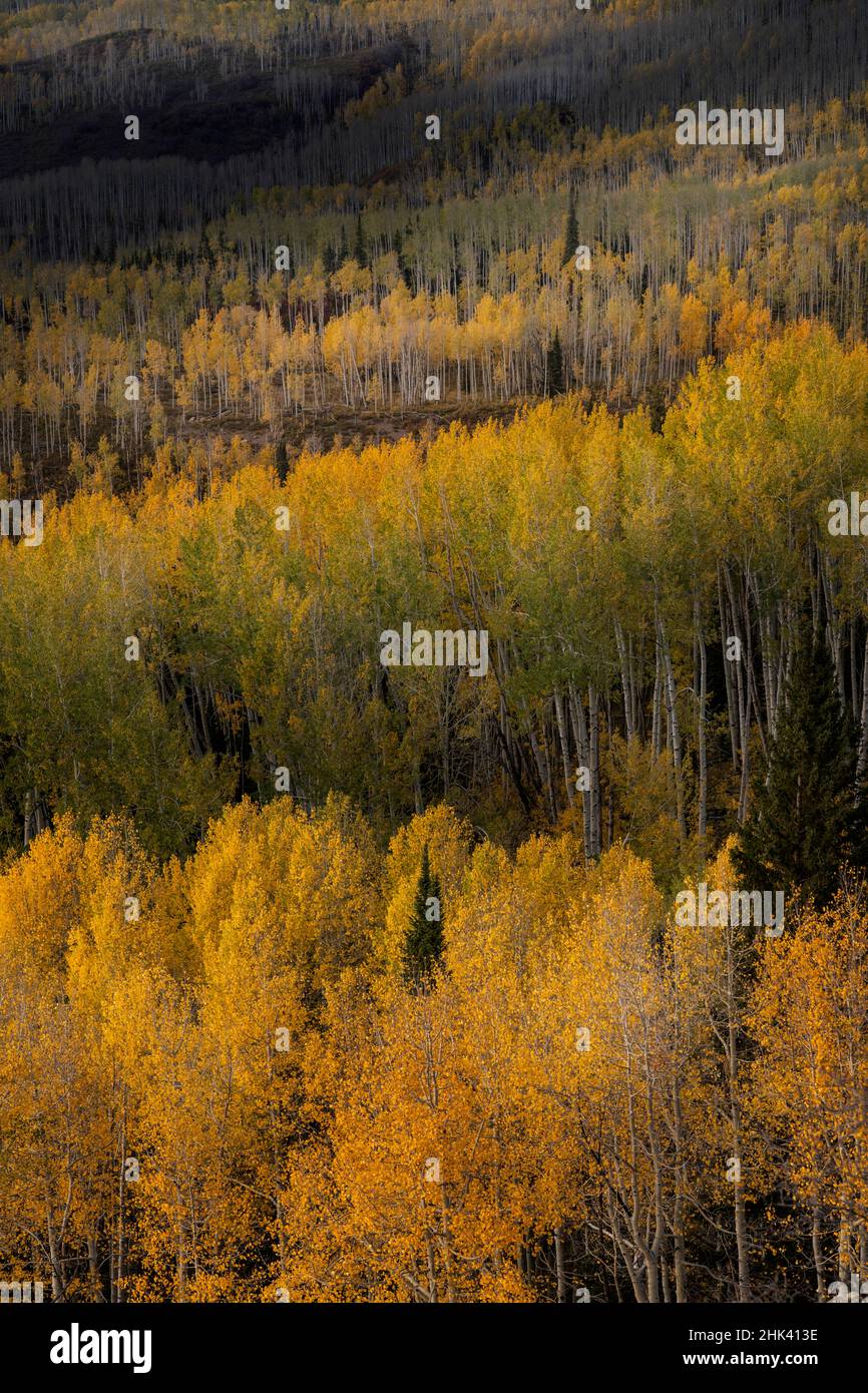 USA, Colorado, Gunnison National Forest. Aspen forest in the Raggeds ...