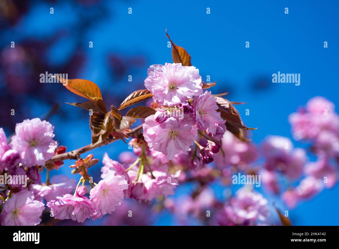 pink flowers of blooming sakura tree in spring on sky background Stock ...