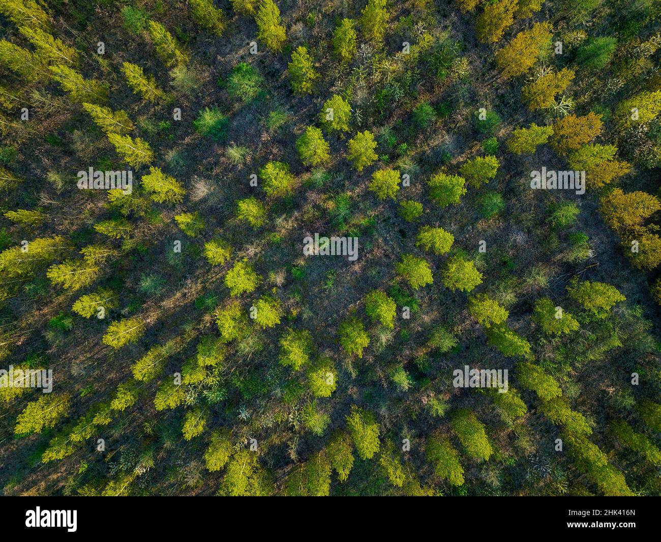 Afforestation aerial photography hi-res stock photography and images ...