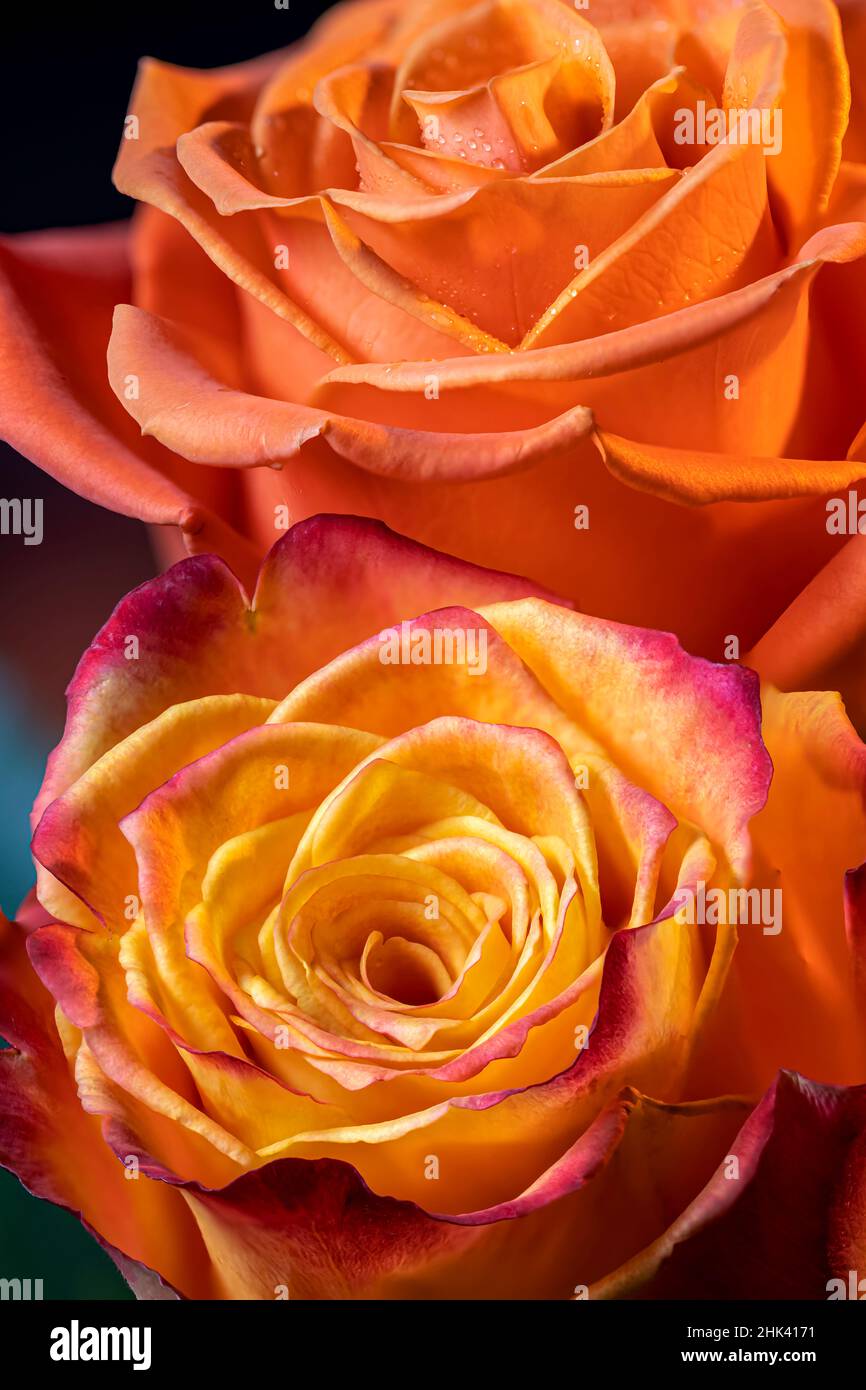 Rose collins hi-res stock photography and images - Alamy