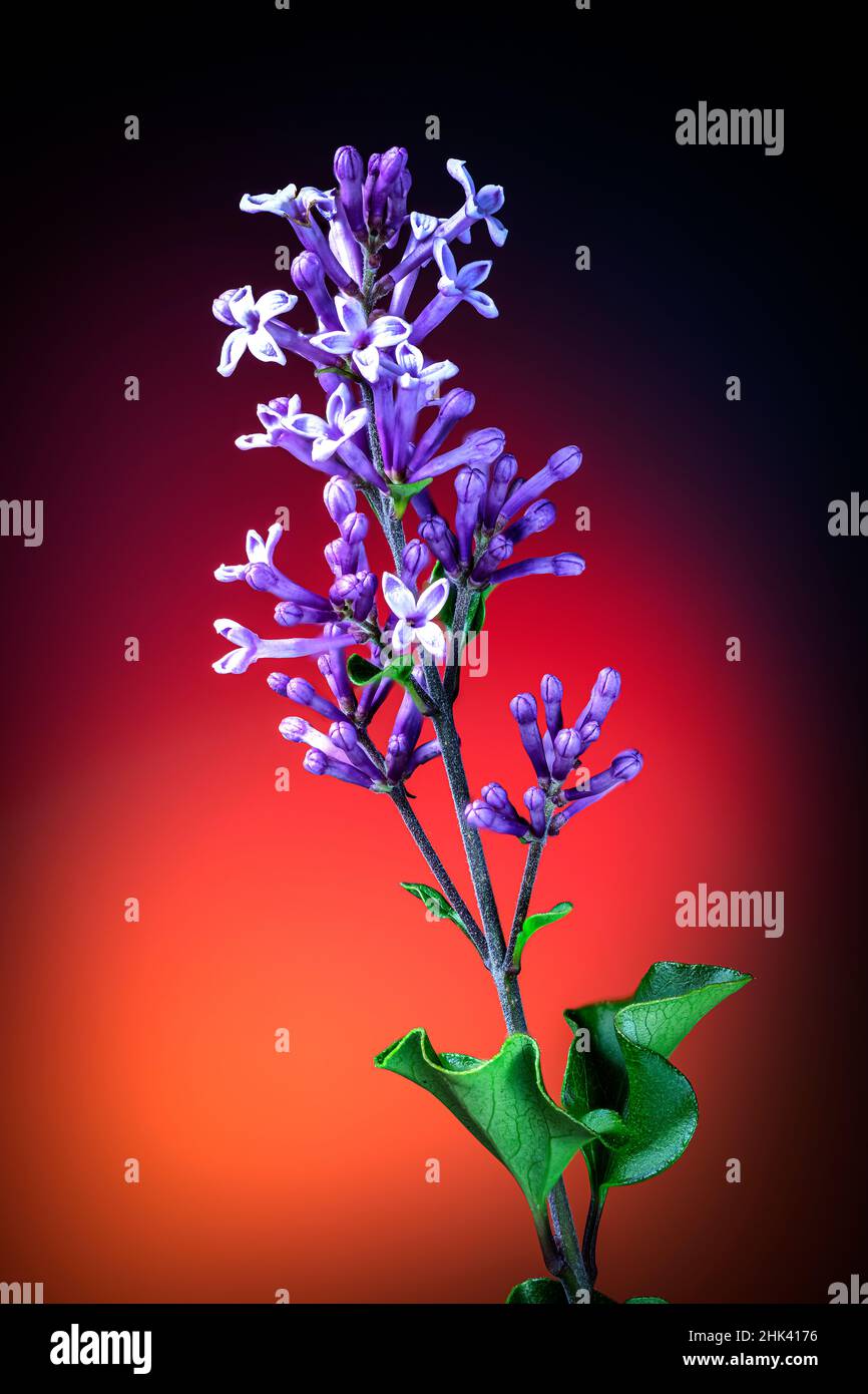USA, Colorado, Fort Collins. Lilac flowers Stock Photo - Alamy