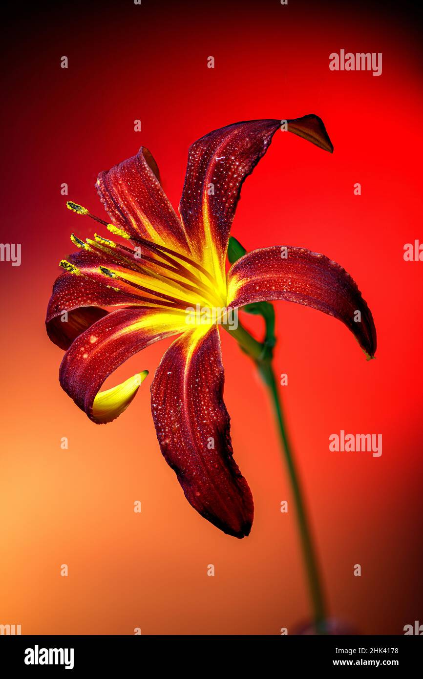 USA, Colorado, Fort Collins. Lily flower Stock Photo - Alamy