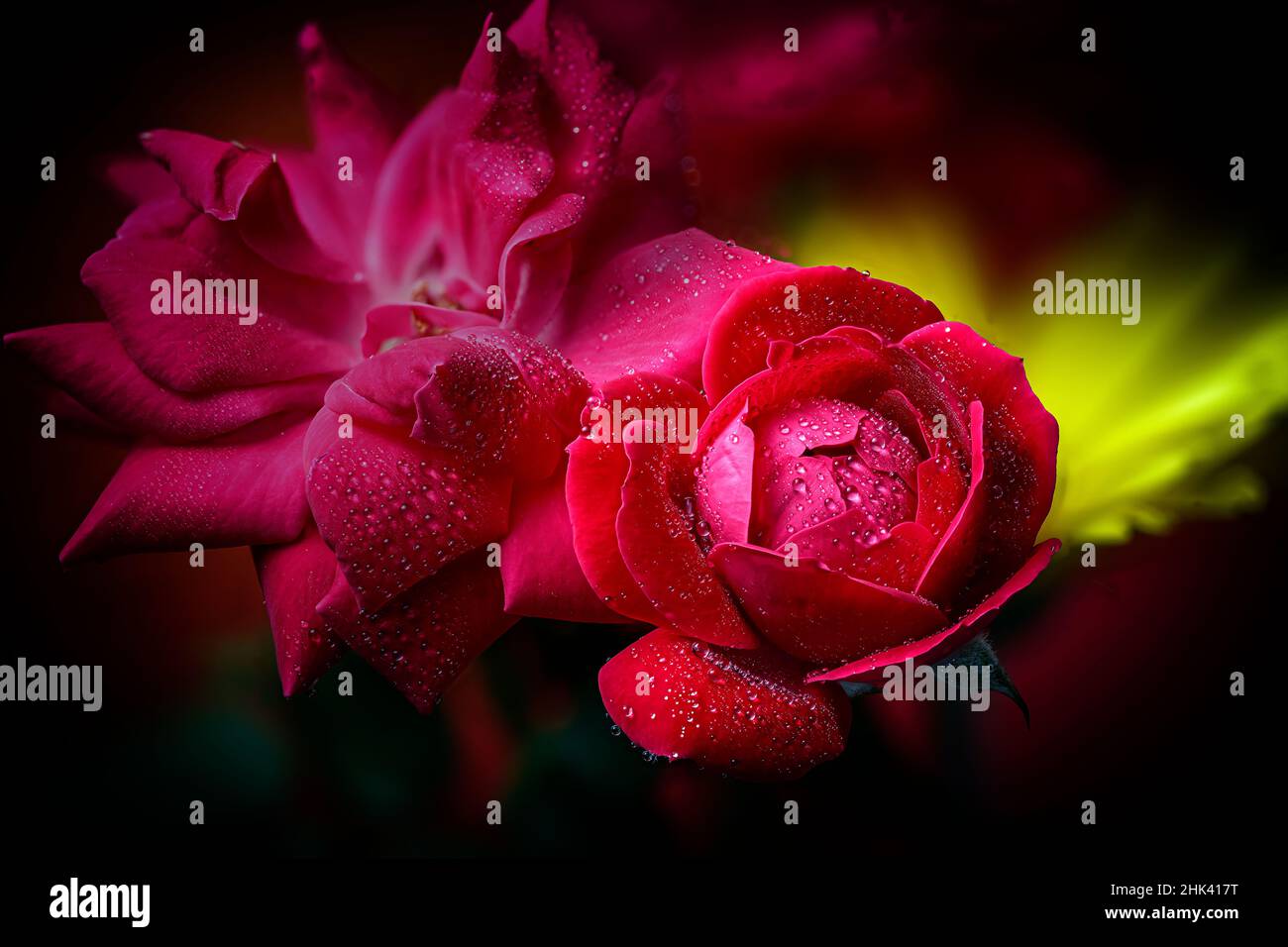 USA, Colorado, Fort Collins. Red rose flower buds Stock Photo - Alamy