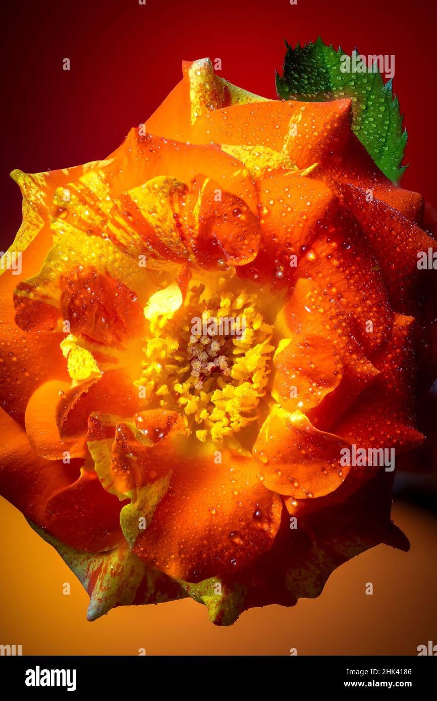 Rose collins hi-res stock photography and images - Alamy