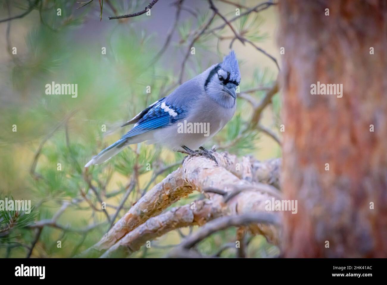 Jay collins hi-res stock photography and images - Alamy