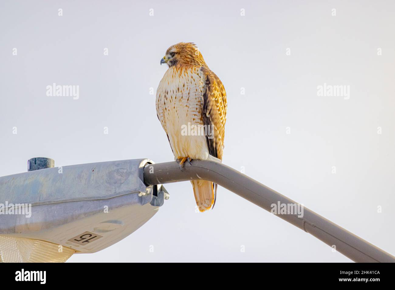 USA, Colorado, Fort Collins. Red-tailed hawk on electric light pole ...