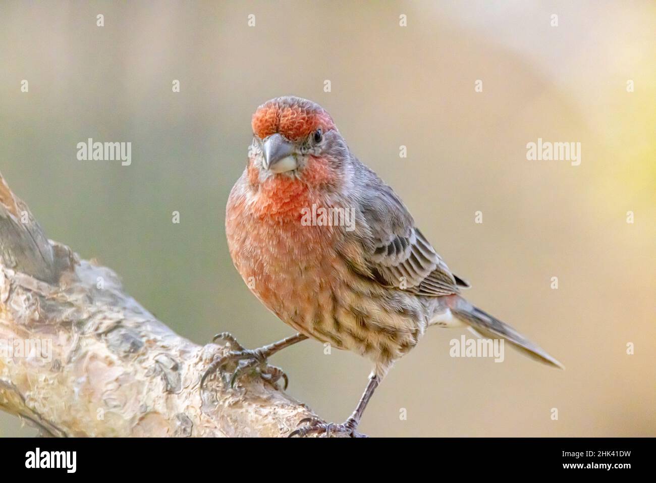 USA, Colorado, Fort Collins. Male house finch on limb Stock Photo - Alamy