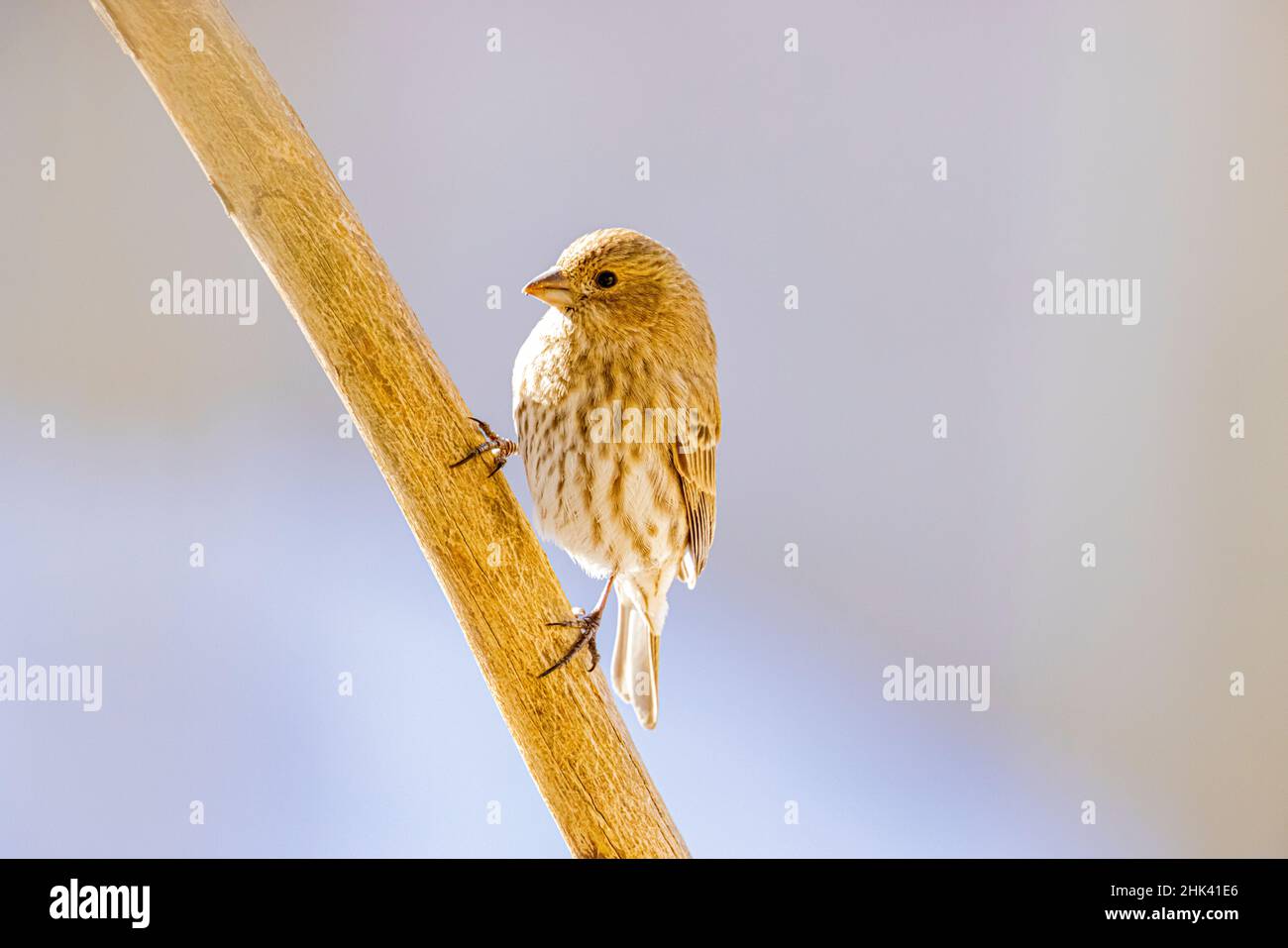 USA, Colorado, Fort Collins. Female house finch on limb Stock Photo - Alamy