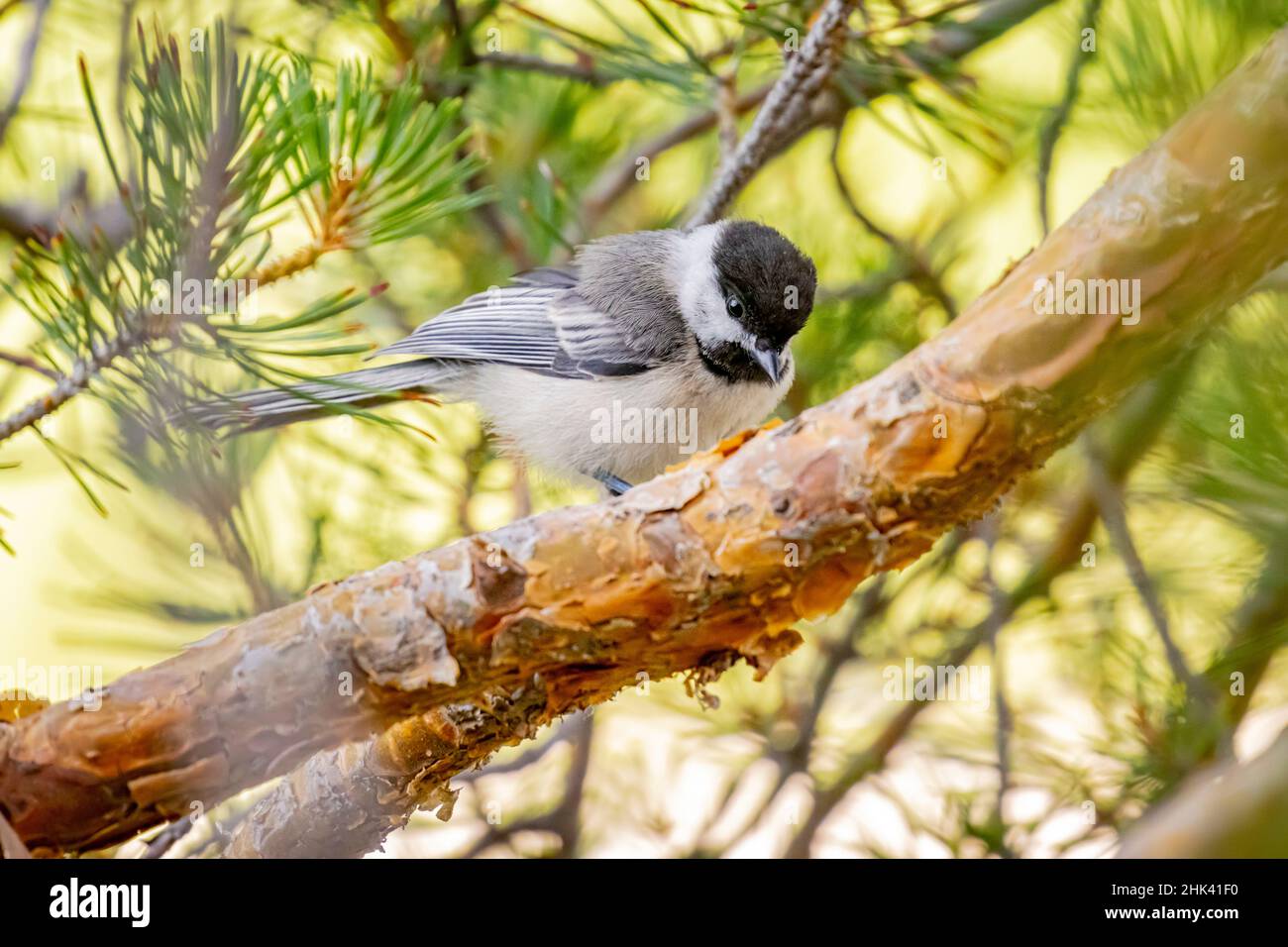 USA, Colorado, Fort Collins. Black-capped chickadee on limb Stock Photo ...