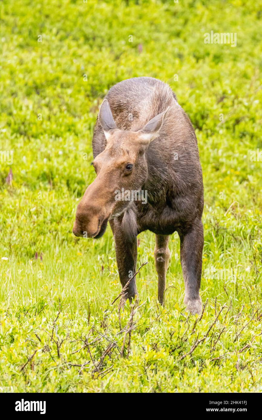 USA, Colorado, Cameron Pass. Female moose grazing Stock Photo - Alamy