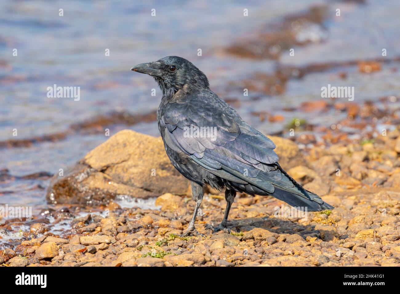 USA, Colorado, Brainard Lake. American crow on lake shore Stock Photo ...