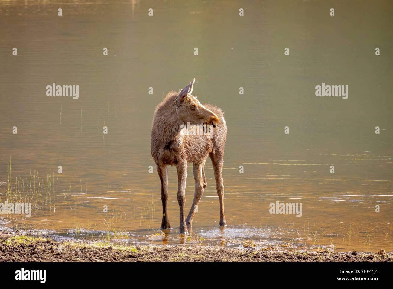 USA, Colorado, Rocky Mountain National Park. Yearling bull moose in ...