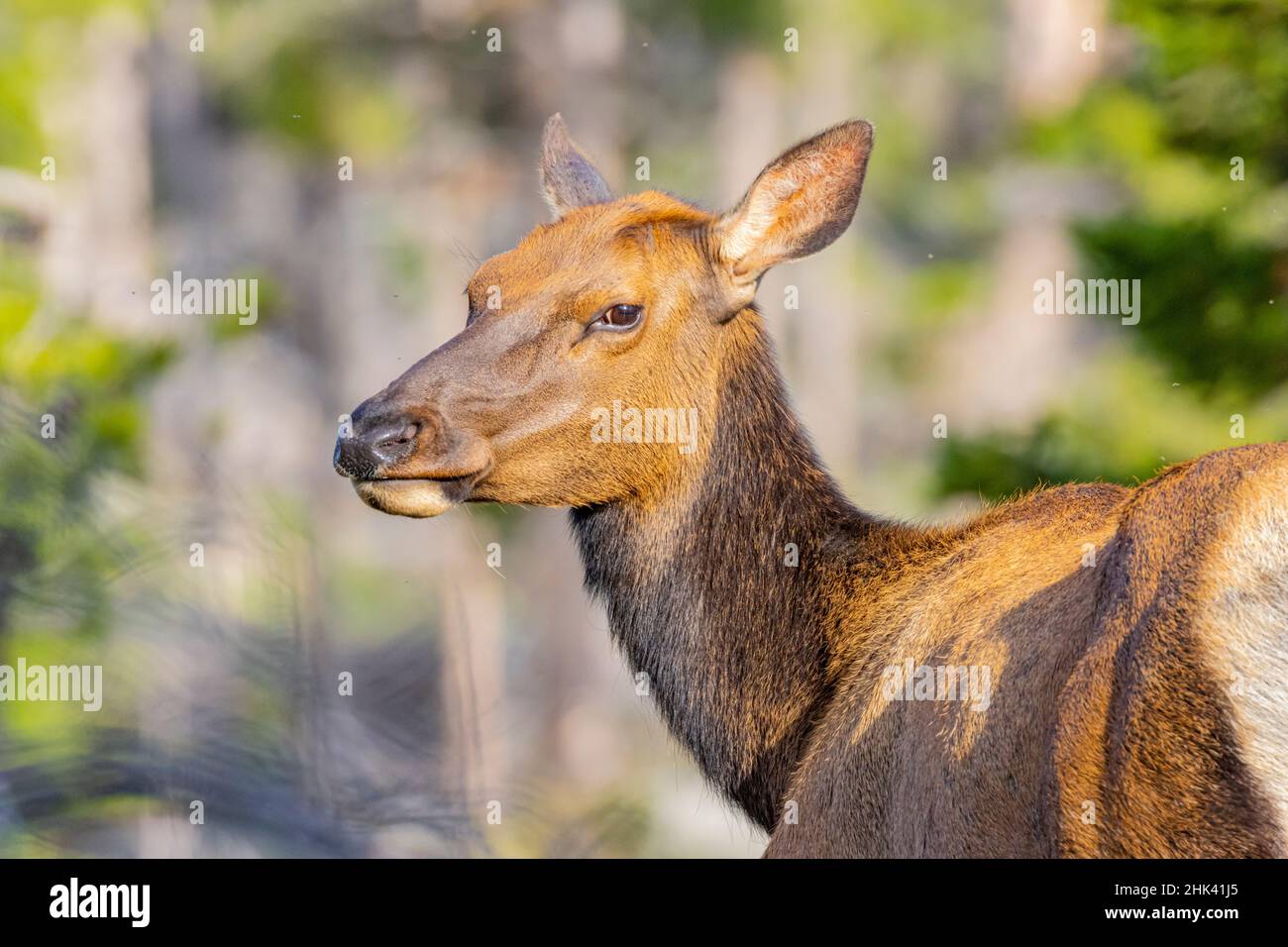 USA, Colorado, Fort Collins. Female elk close-up Stock Photo - Alamy