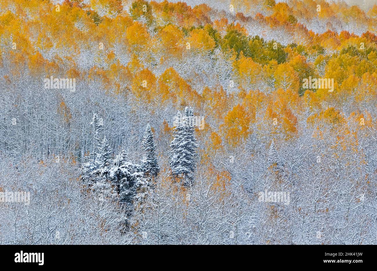 Rocky Mountains Colorado Fall Colors of Aspens and fresh snow Keebler ...