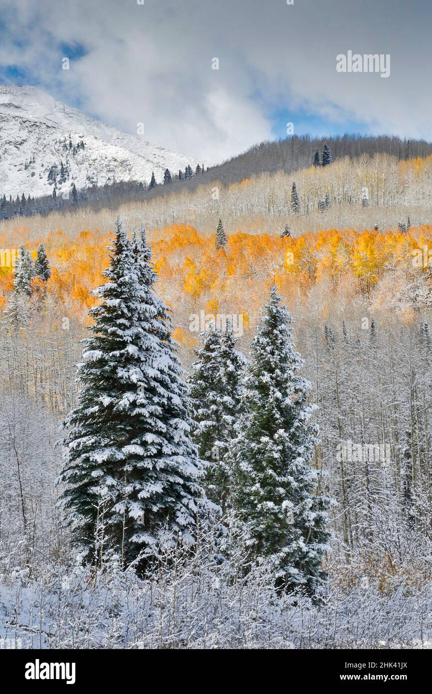 Rocky Mountains Colorado Fall Colors of Aspens and fresh snow Keebler ...