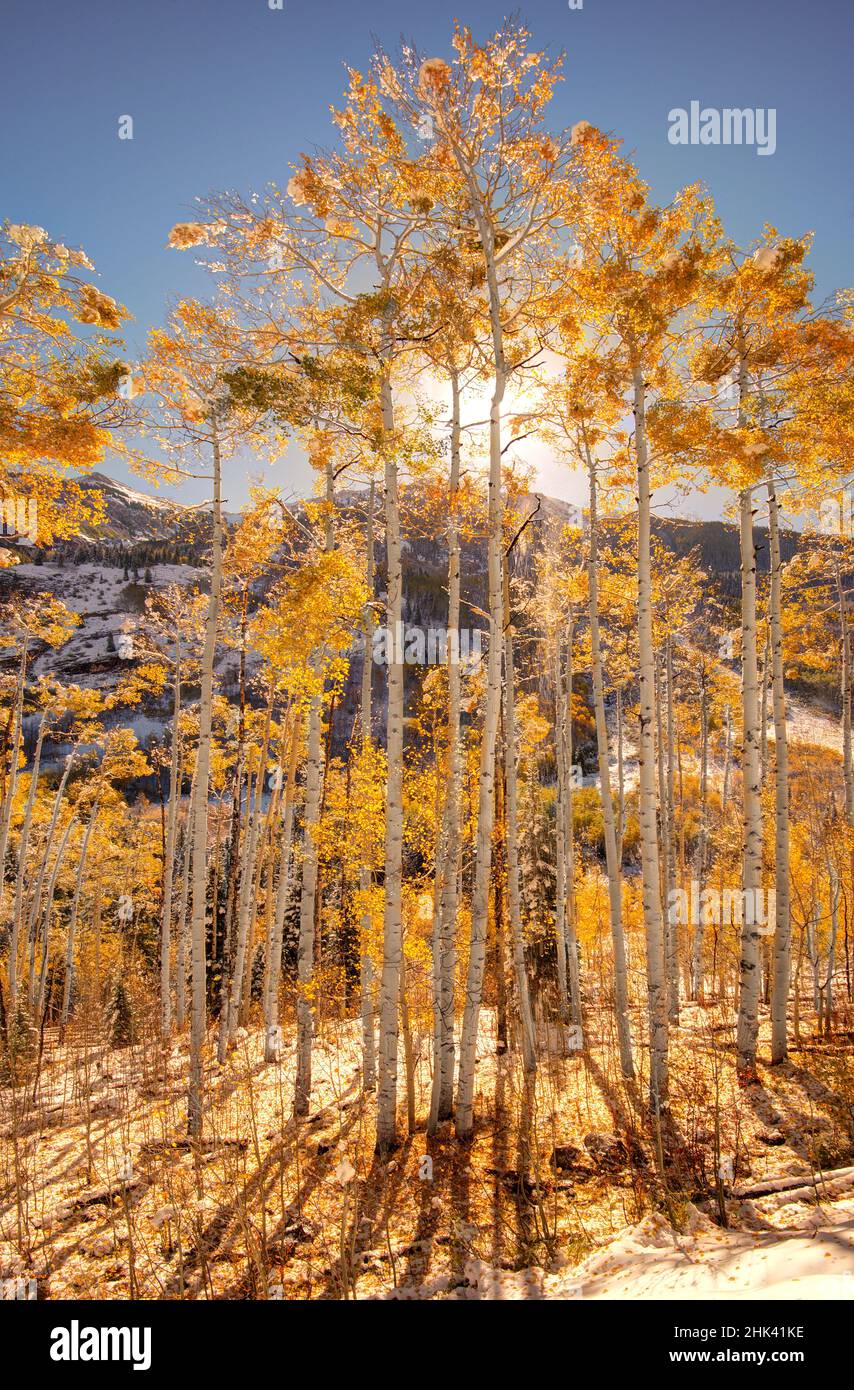 Sunrise through snow covered Aspen trees in the Colorado Rocky ...