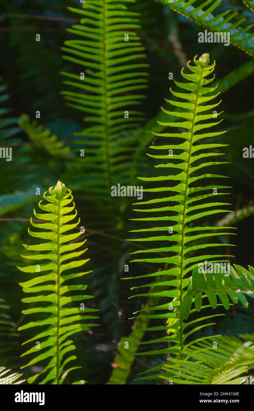 USA, Florida. Ferns Stock Photo - Alamy