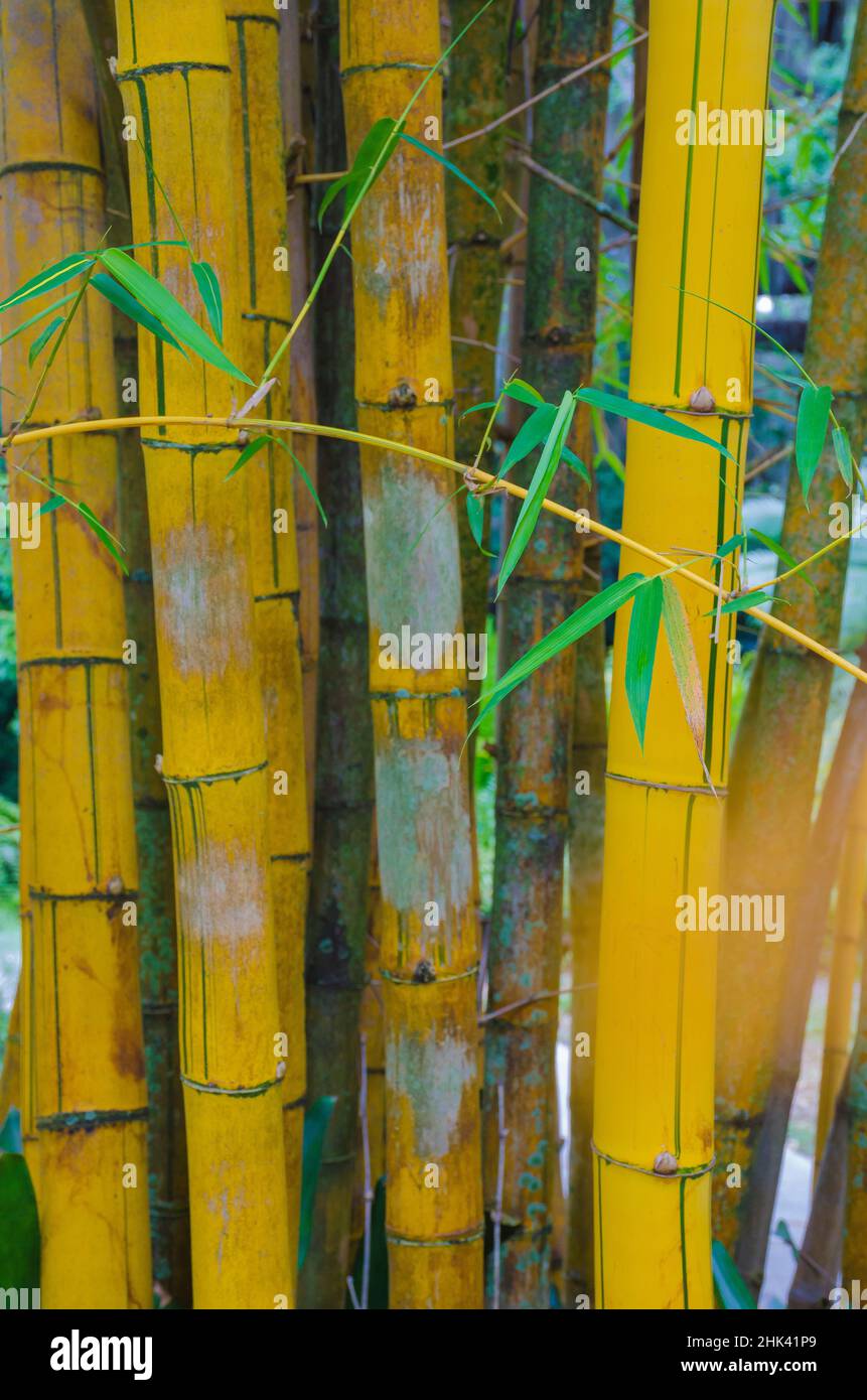 Florida bamboo hi-res stock photography and images - Alamy