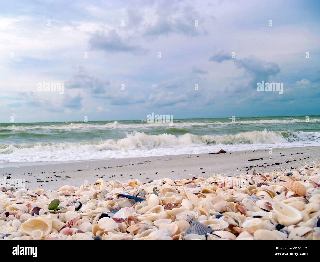 Bounty of Shells on Beaches of Sanibel Island, Florida, USA Stock Photo ...