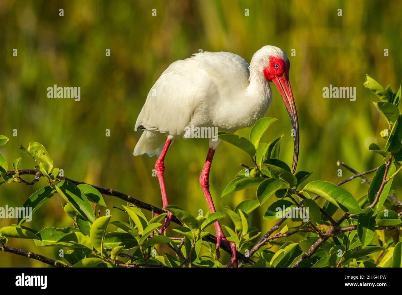 Usa Florida Wakodahatchee Wetlands White Ibis In Breeding Color