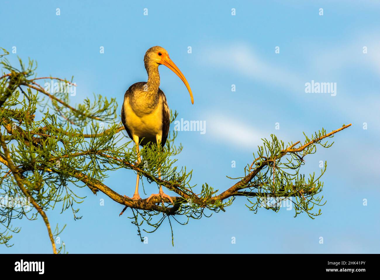 USA, Florida, Orange County, Gatorland. Immature white ibis on tree ...