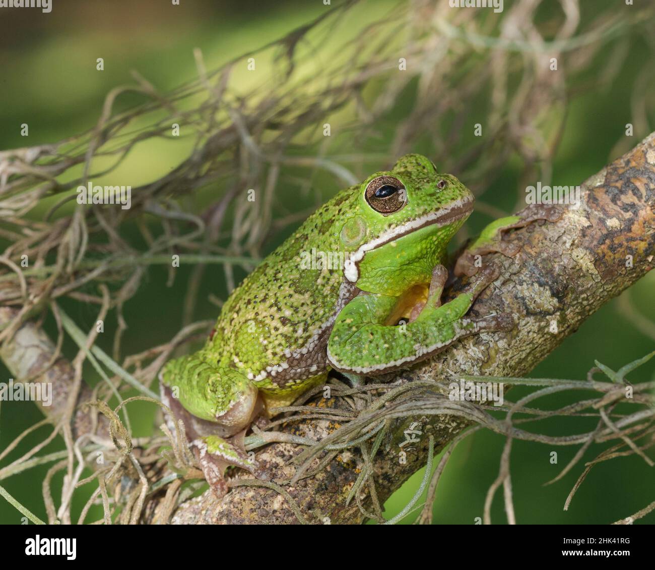 Barking tree frog on branch, Hyla gratiosa, Florida Stock Photo - Alamy