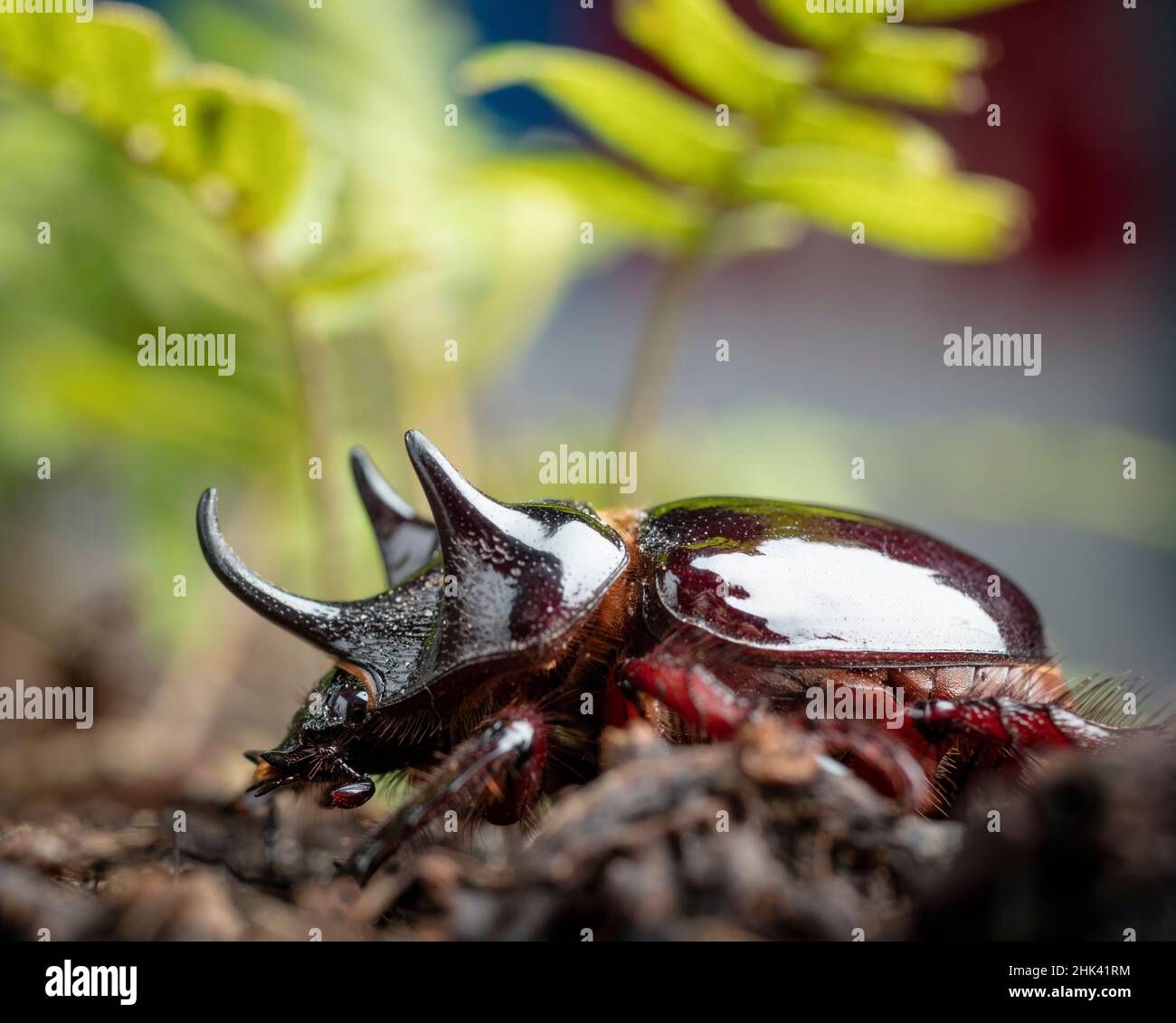 Florida beetles hi-res stock photography and images - Alamy