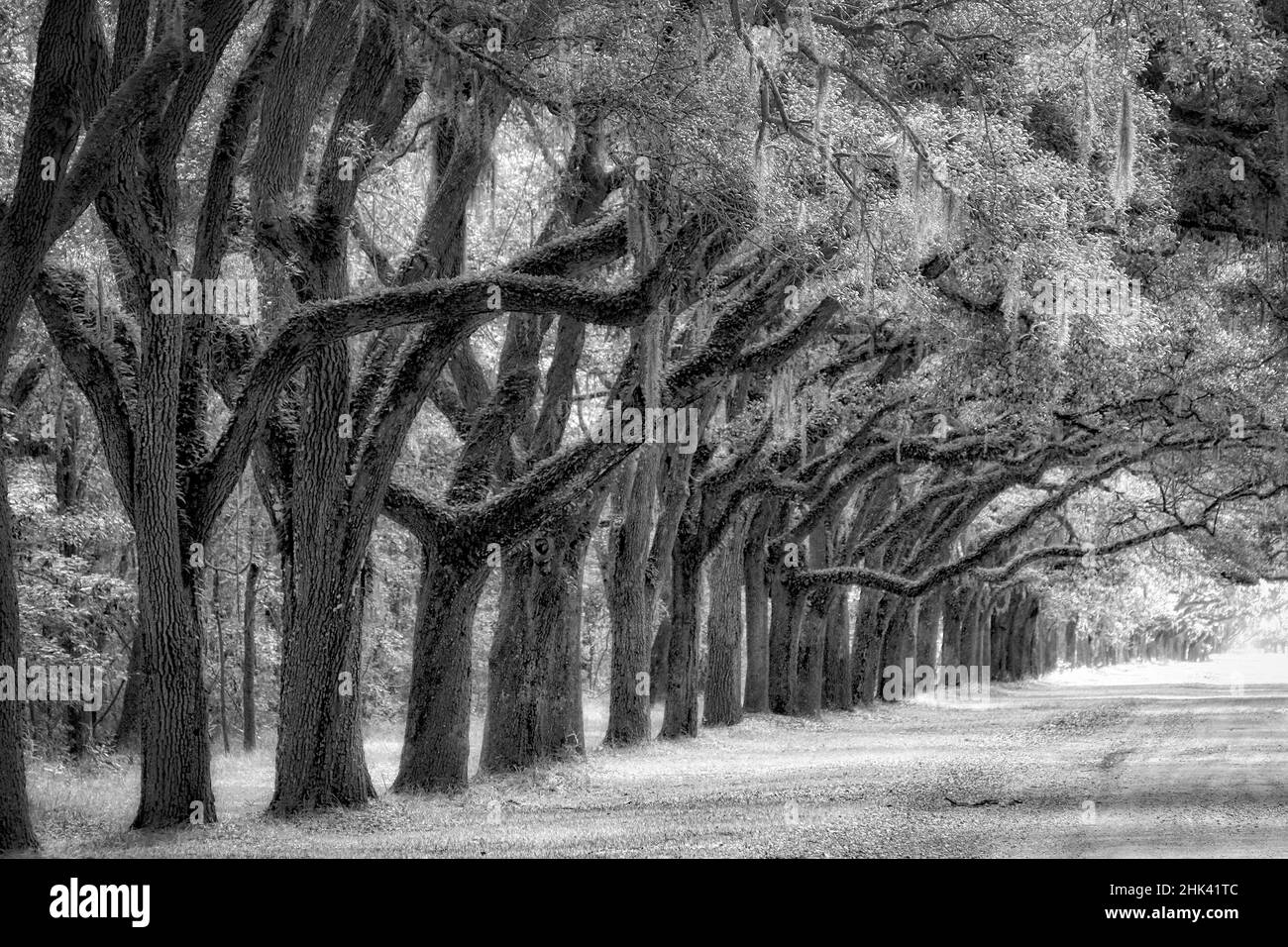 Live Oak Alley, Savannah, Georgia Stock Photo - Alamy