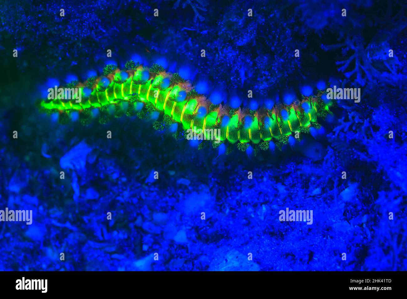 Bearded Fireworm (Hermodice carunculata), Underwater Fluorescence, Blue ...