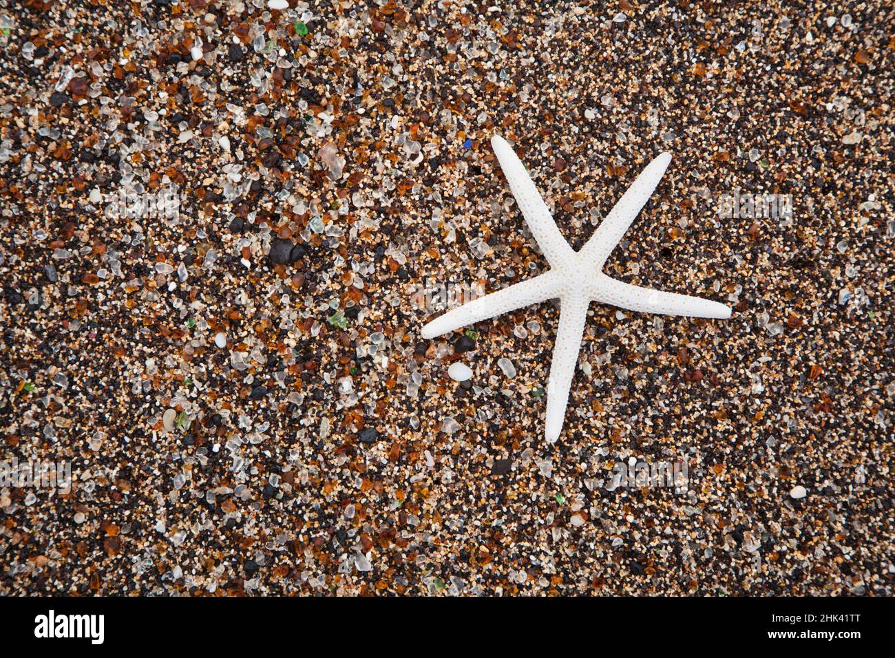 Starfish skeleton hi-res stock photography and images - Alamy