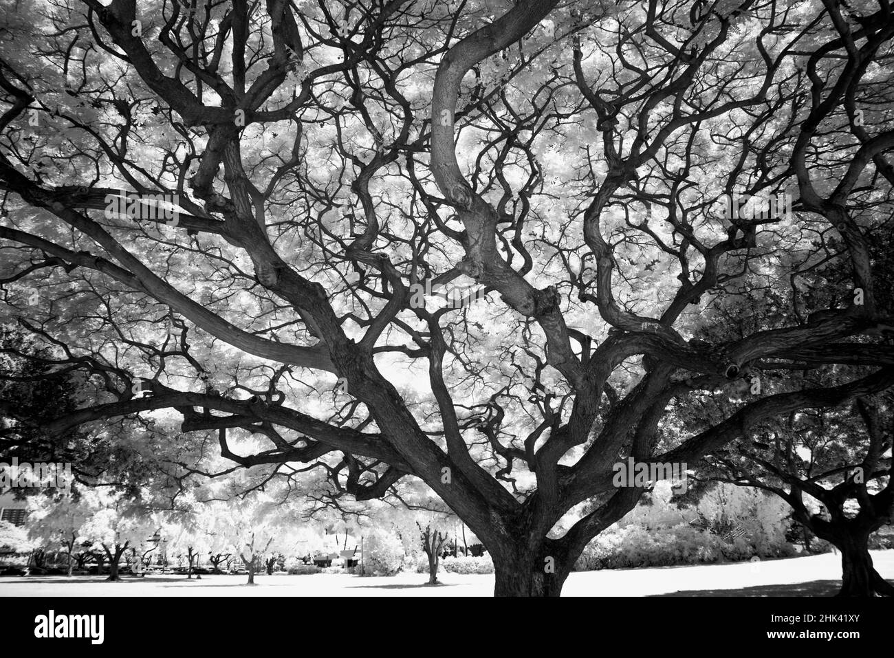 USA, Hawaii, Oahu, Honolulu, Twisted tree limbs Stock Photo - Alamy