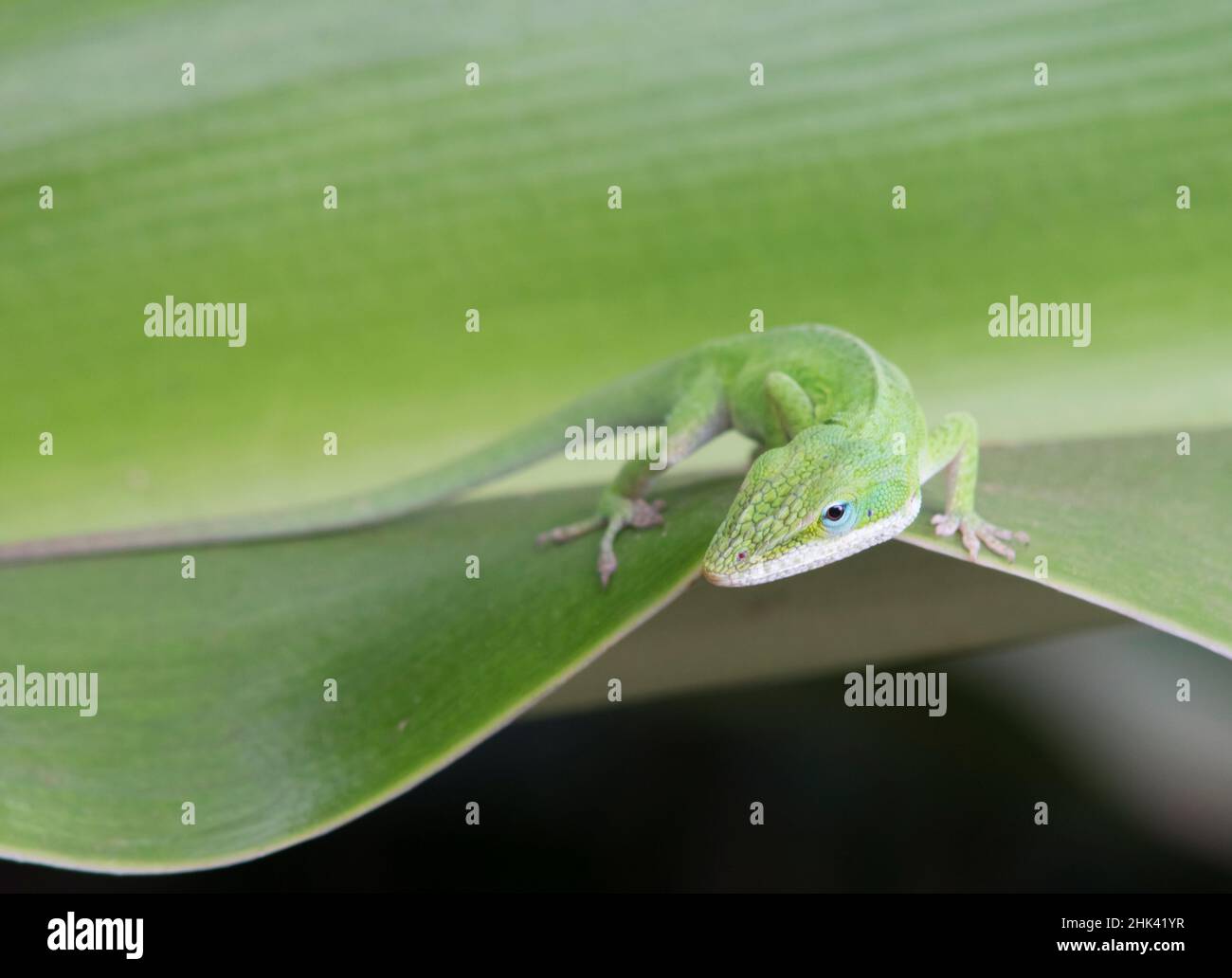 USA, Hawaii, Oahu, Waimea Botanical Garden, Green Anole (Anolis ...