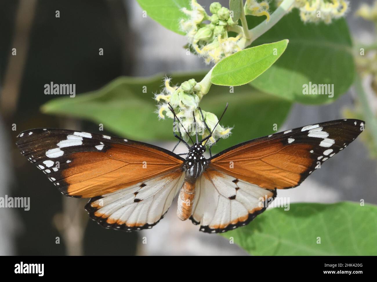 AN African monarch butterfly (Danaus chrysippus) with untypical pale ...