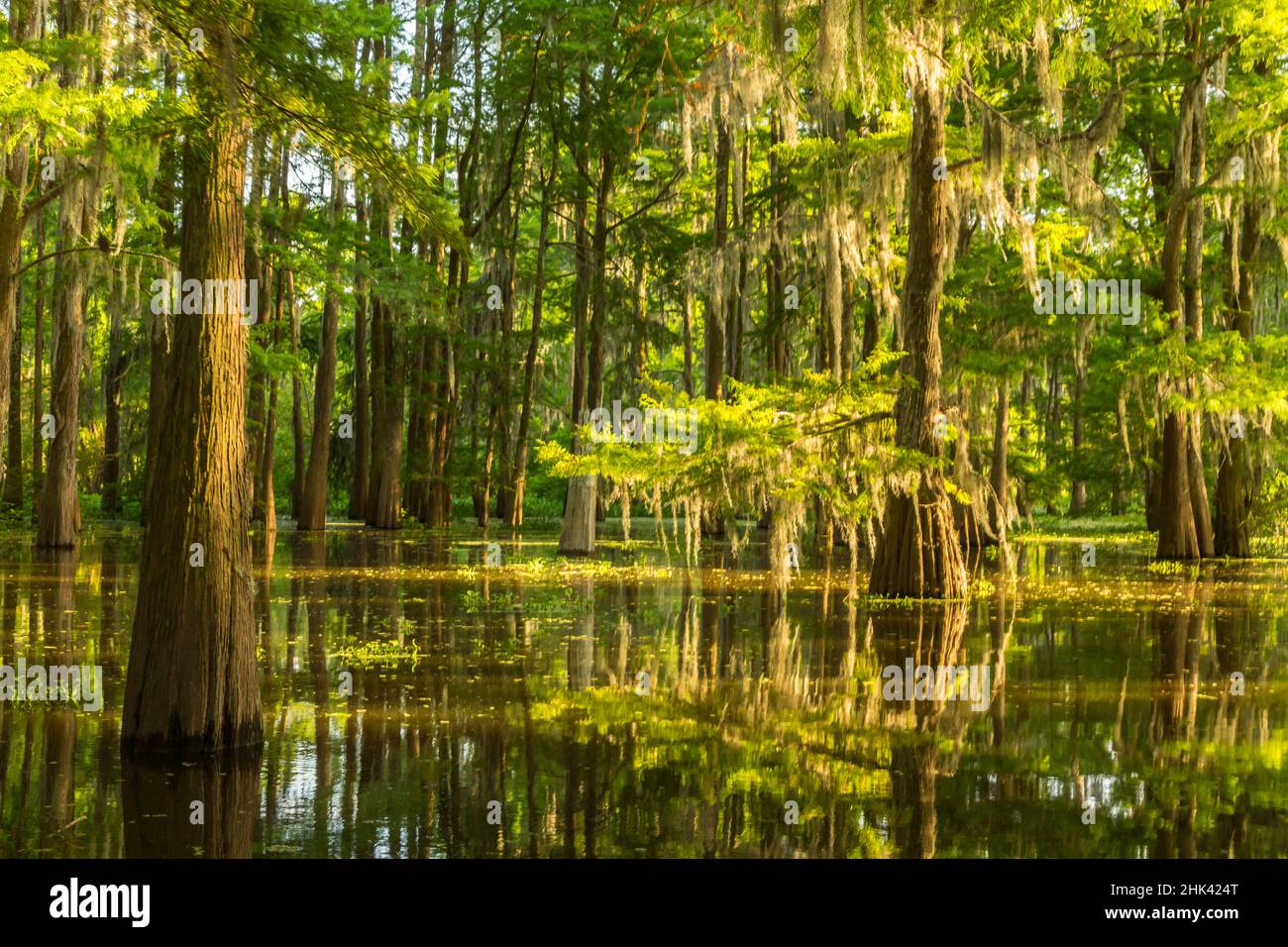 Backlit spanish moss hi-res stock photography and images - Alamy