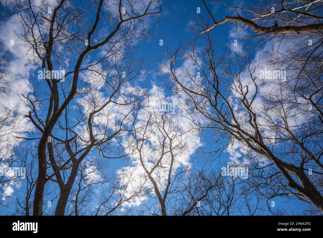 USA, Massachusetts, Cape Ann, Gloucester. Dogtown Commons, forest ...