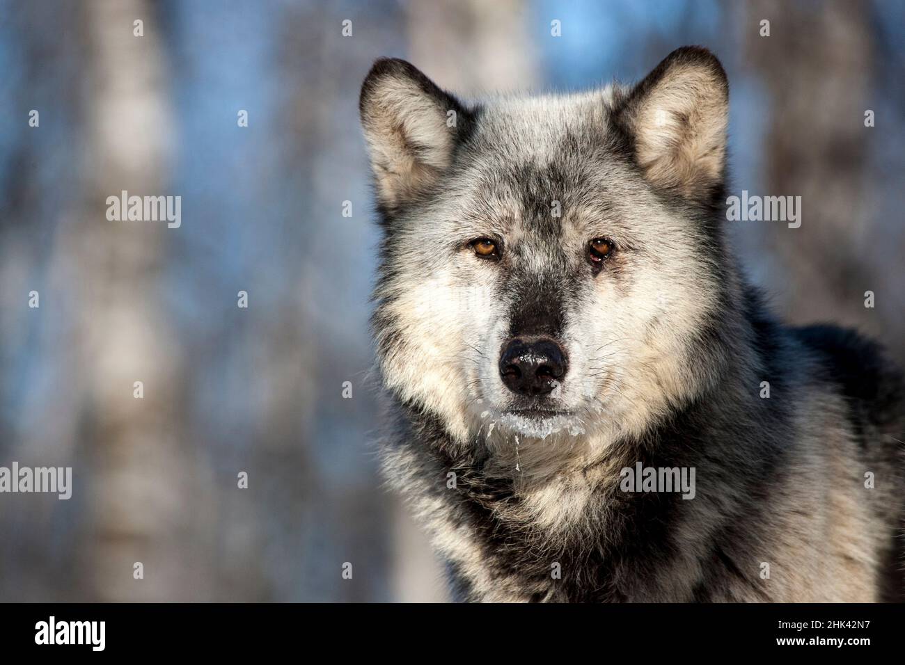 United States, Minnesota, Sandstone, Wolf with a Snowy Chin Stock Photo ...