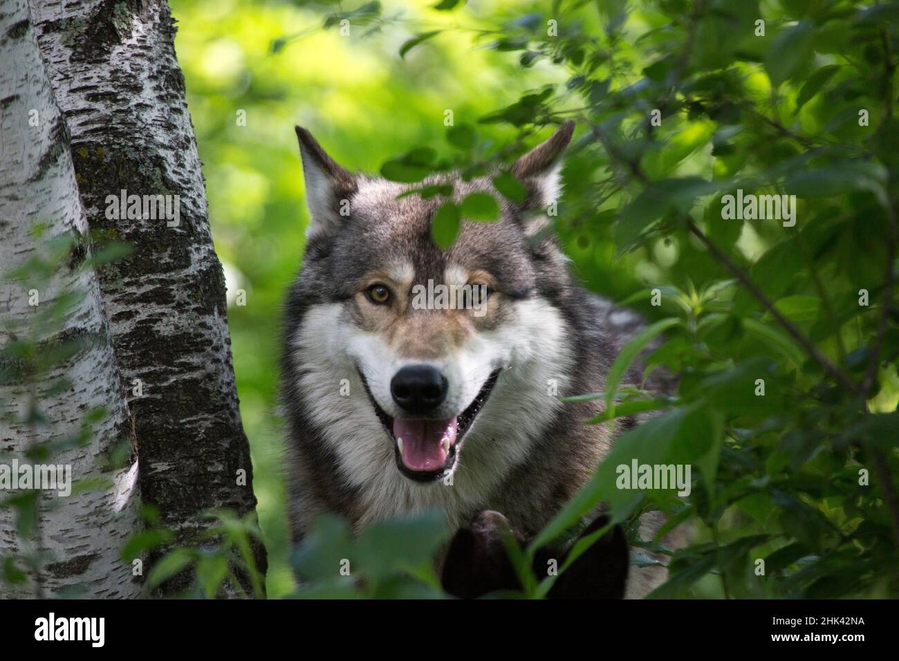 Wolf canis lupus minnesota hi-res stock photography and images - Alamy