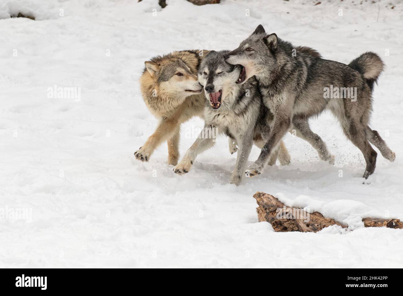 Gray Wolf Or Timber Wolf Pack Behavior In Winter Captive Situation Canis Lupis Montana
