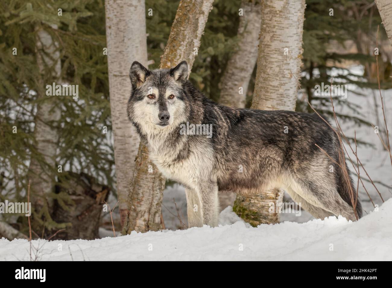 Gray Wolf or Timber Wolf, (Captive Situation) Canis lupis, Montana ...