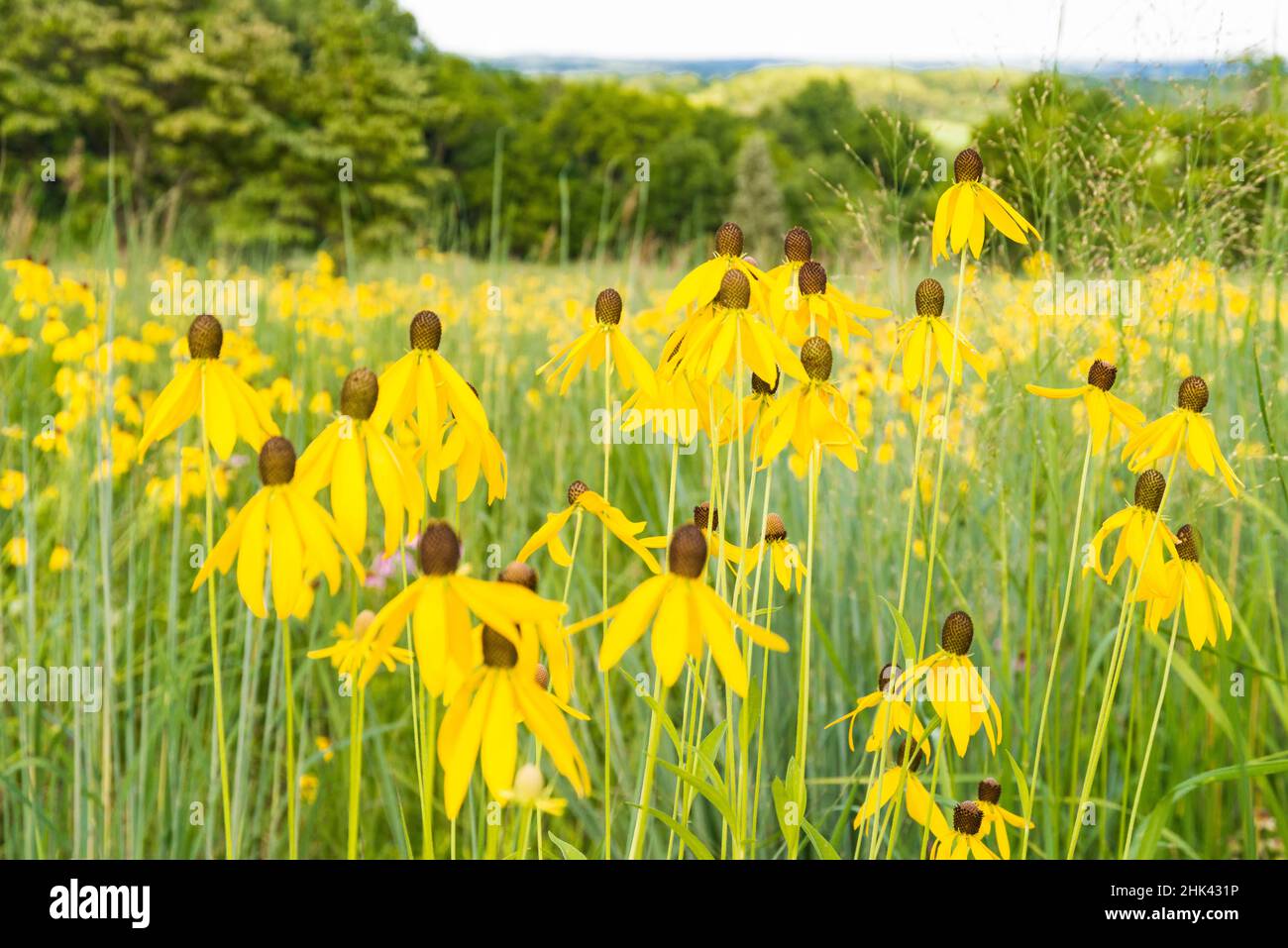USA, New Jersey. Upper Raritan River Basin, North Branch, Tewksbury ...