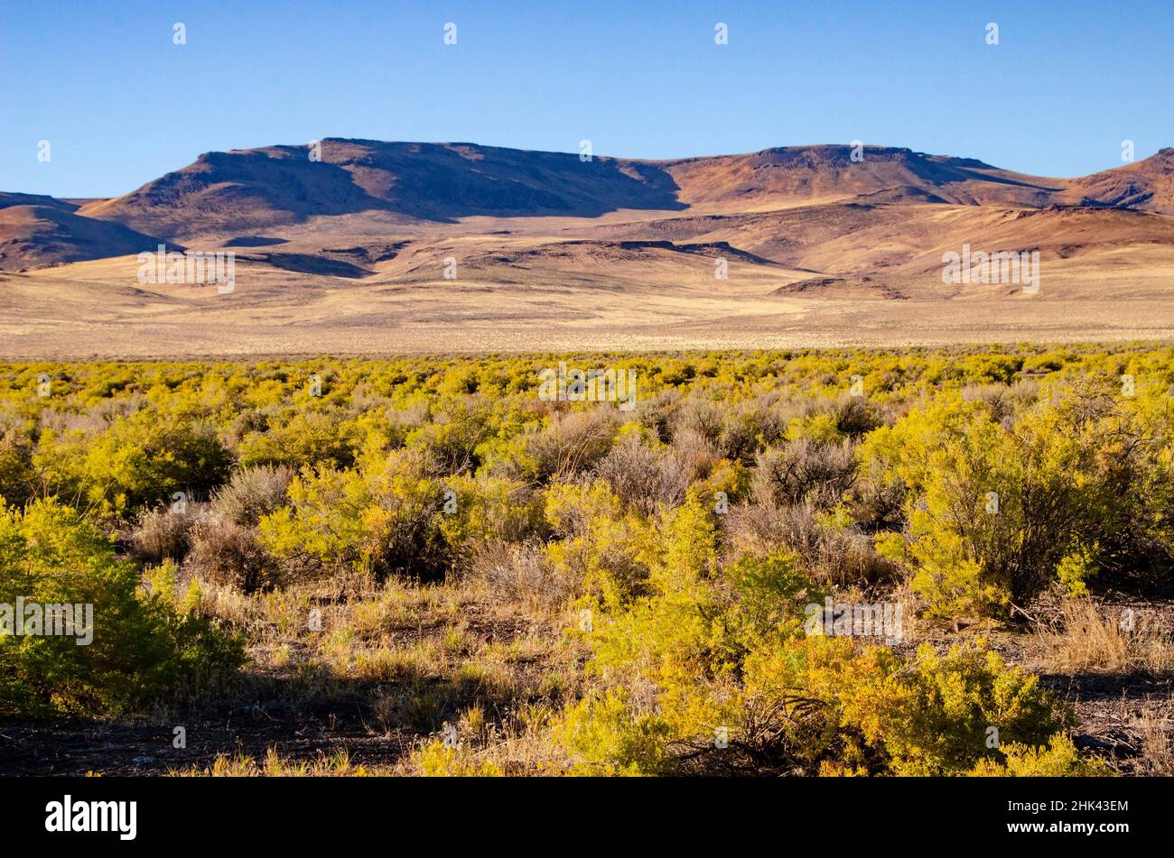 USA, Nevada, Black Rock Desert, Soldier Meadows, Greasewood Shrubs and Calico Mountains Stock ...